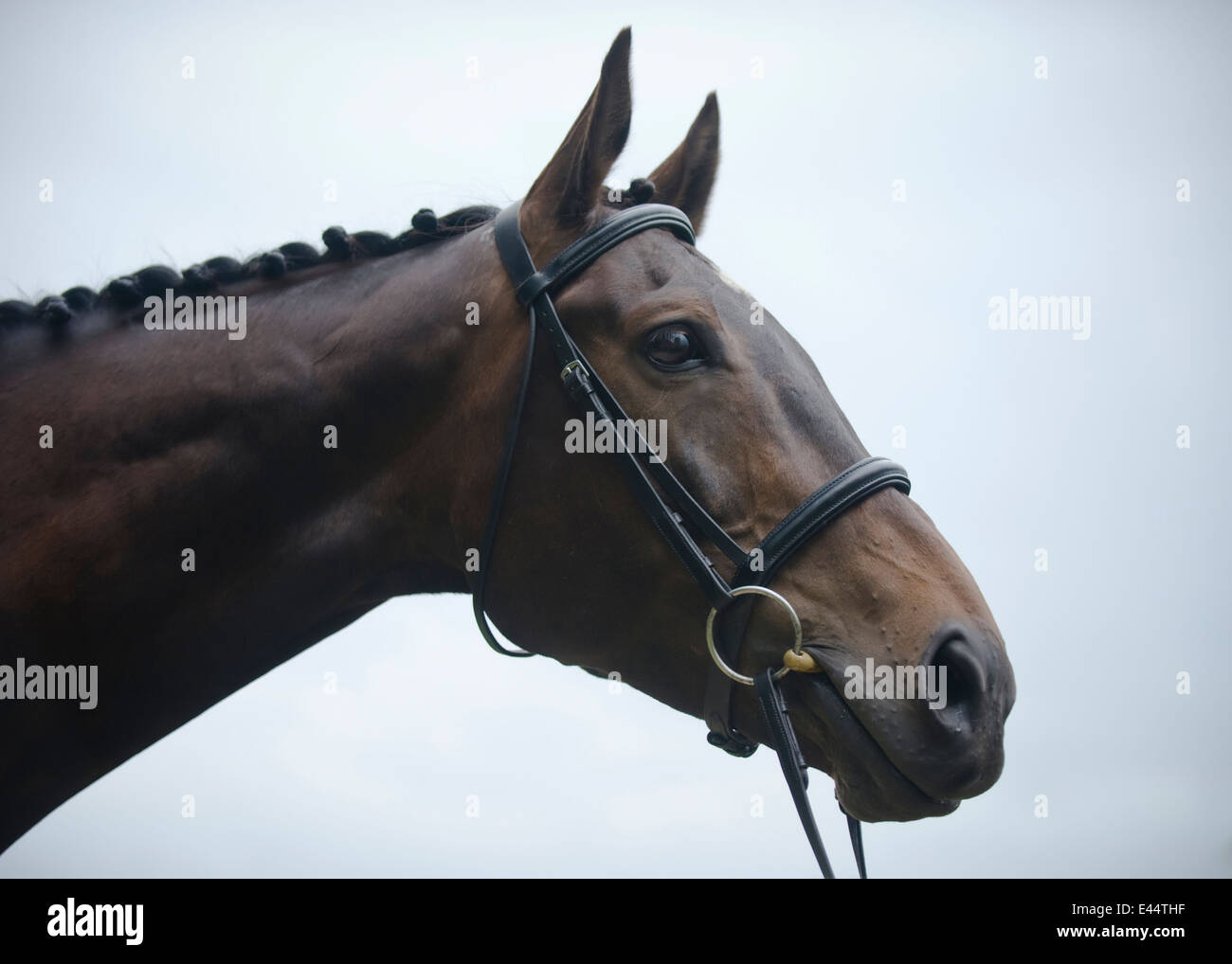 Horse, horse in countryside, horse in field, equine portrait, horses ...