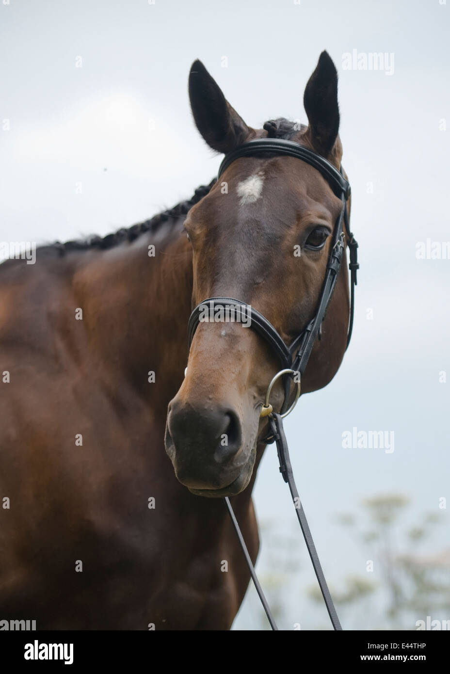 Portrait girl walking horse hi-res stock photography and images - Alamy