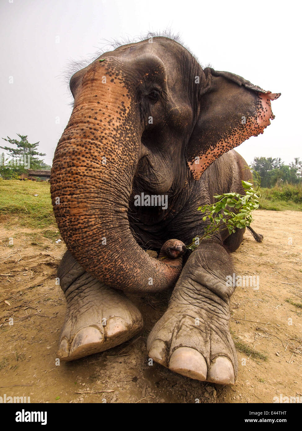 elephant on the banks of river in Chitwan park in Nepal Stock Photo - Alamy