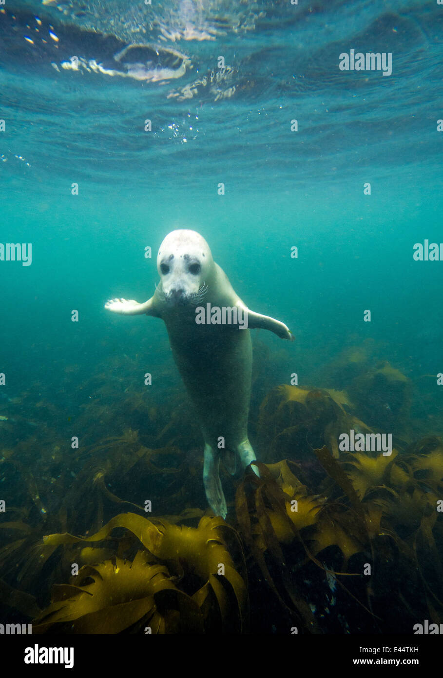 Underwater picture of grey seal in North Sea Stock Photo - Alamy