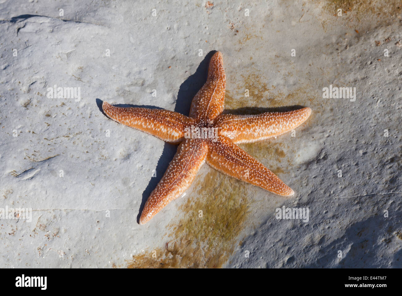 Starfish on a rock hi-res stock photography and images - Alamy