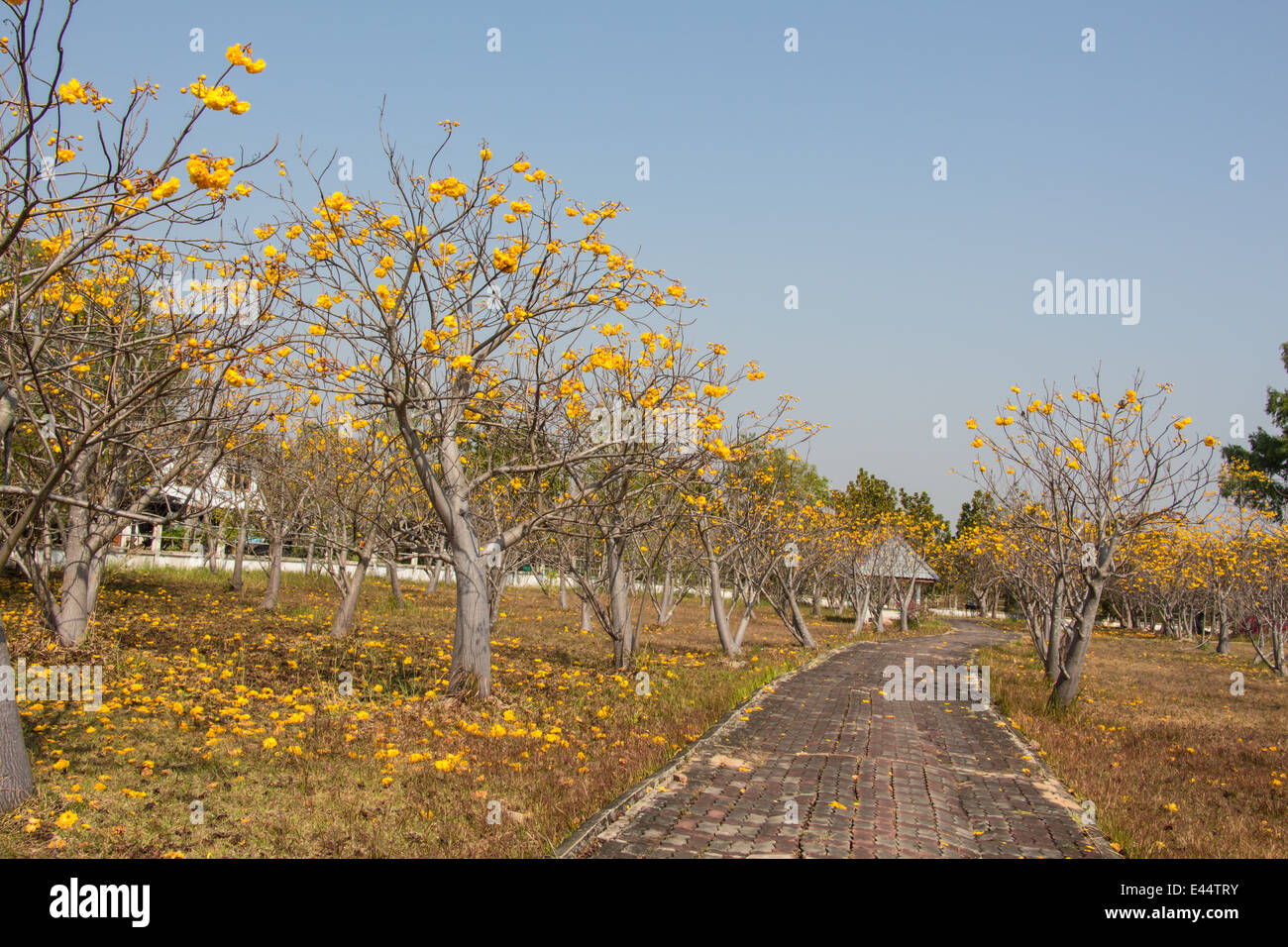 Yellow silk cotton tree flowers Stock Photo - Alamy