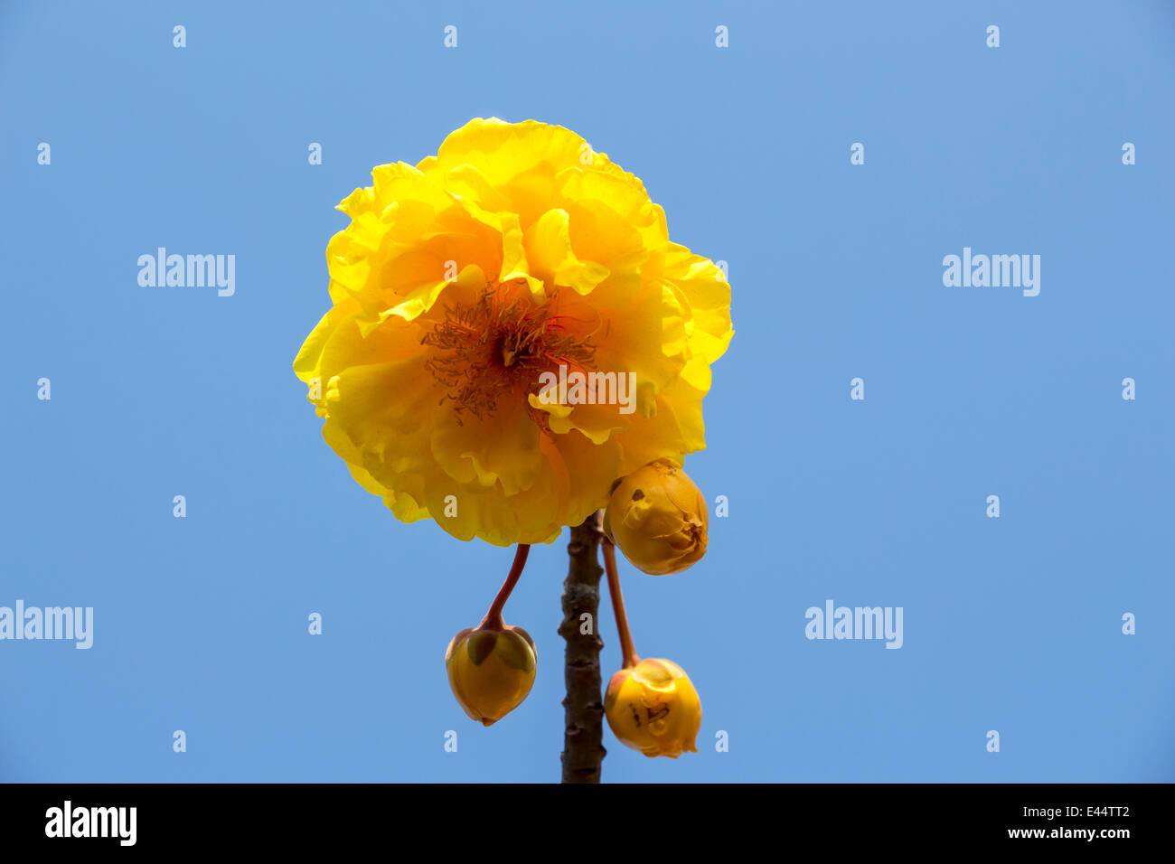 Yellow silk cotton tree flowers Stock Photo - Alamy