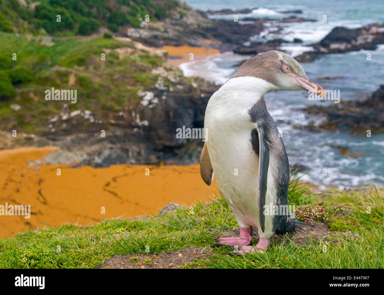 Endangered yellow eyed penguin megadyptes antipodes hi-res stock ...
