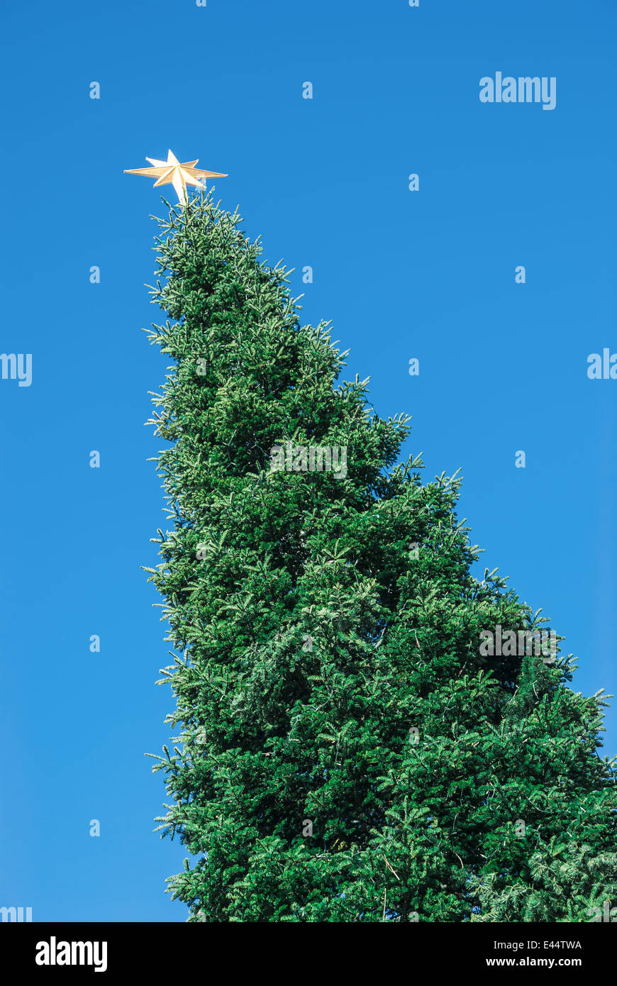top of a huge christmas tree Stock Photo - Alamy