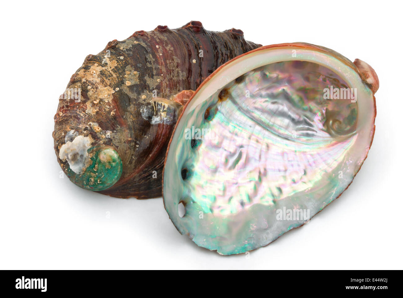 two abalone shells on a white background Stock Photo - Alamy