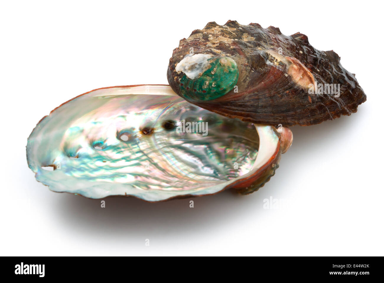 two abalone shells on a white background Stock Photo - Alamy