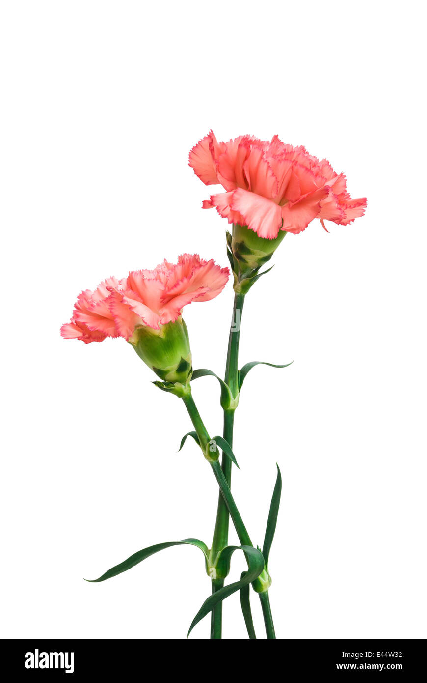 two carnation with clipping path Stock Photo - Alamy