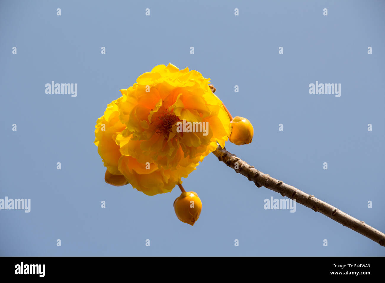 Yellow silk cotton tree flowers Stock Photo - Alamy