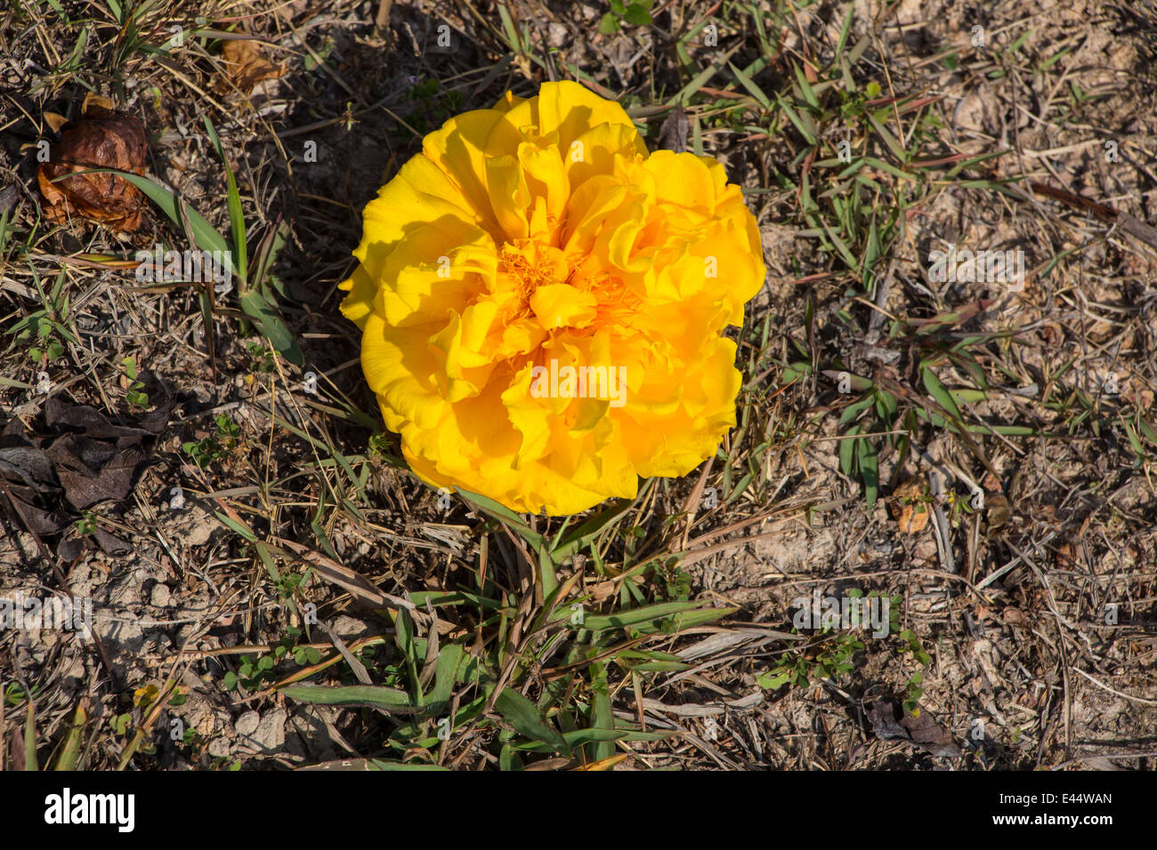Yellow silk cotton tree flowers Stock Photo - Alamy