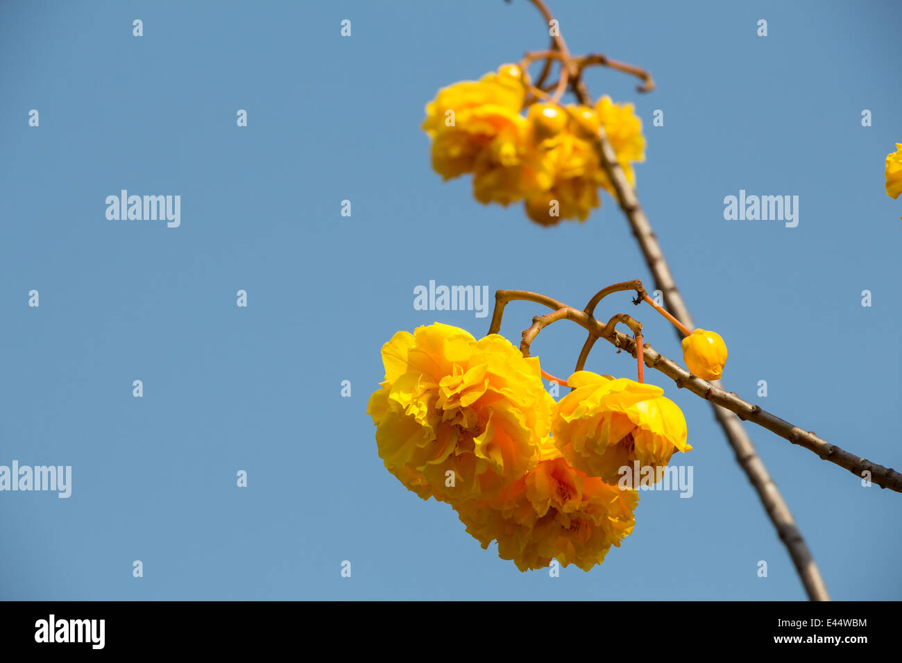 Yellow silk cotton tree flowers Stock Photo - Alamy