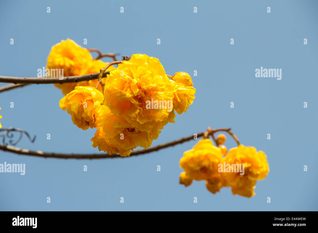 Cochlospermum regium, also known as Yellow Cotton Tree In Thailand ...