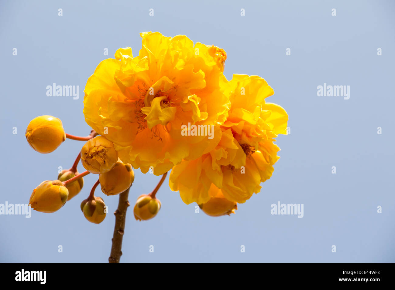 Cochlospermum regium hi-res stock photography and images - Alamy