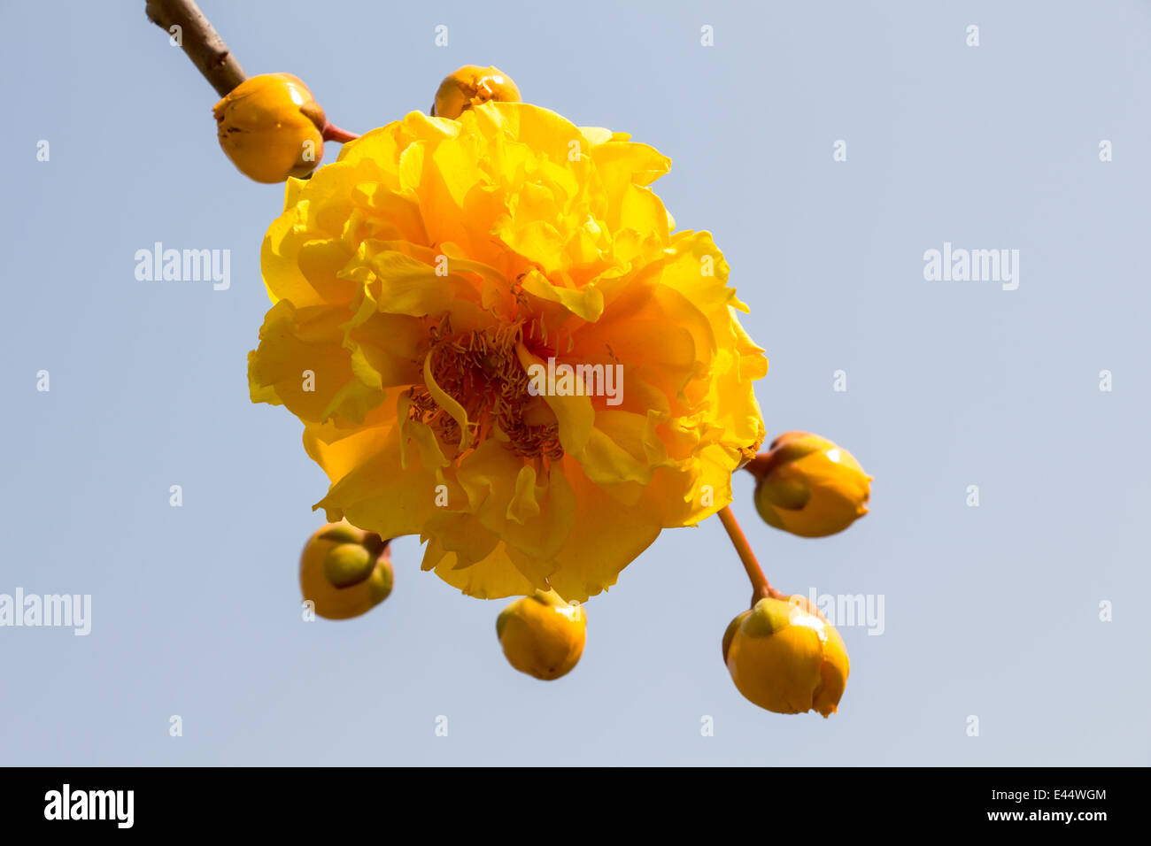 Cochlospermum regium, also known as Yellow Cotton Tree In Thailand ...