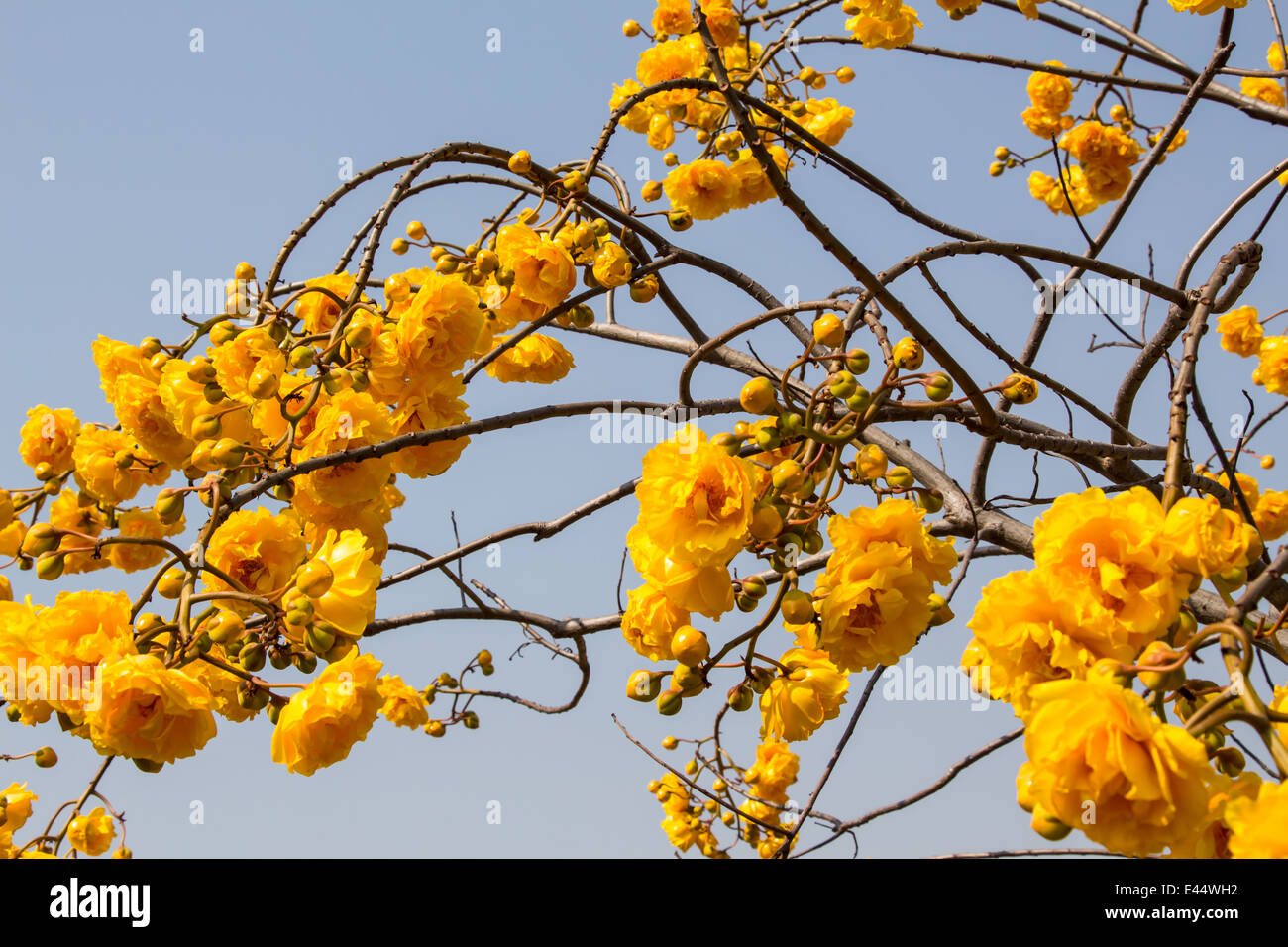 Cochlospermum regium, also known as Yellow Cotton Tree In Thailand ...