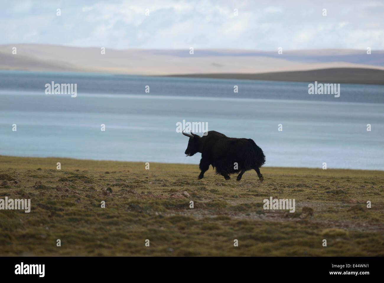 Chang tang tibet hi-res stock photography and images - Alamy