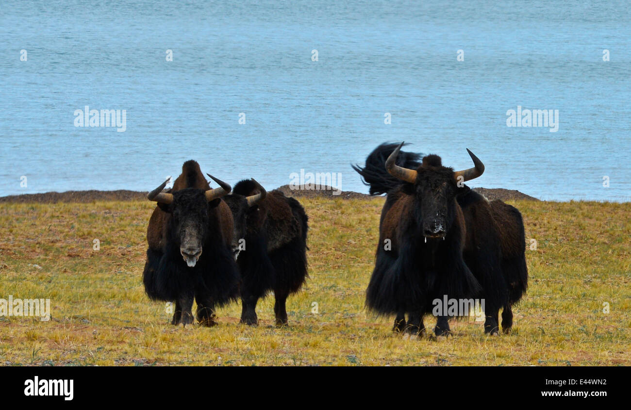 Chang tang tibet hi-res stock photography and images - Alamy