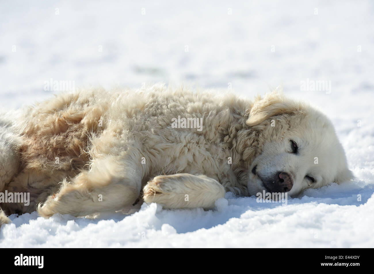 Europe mammal mammals roberto nistri horizontal animal animals dogs hi ...