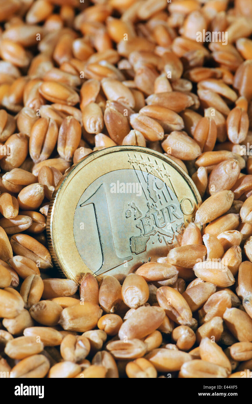 Grains of wheat. Yields for crops in agriculture Stock Photo - Alamy