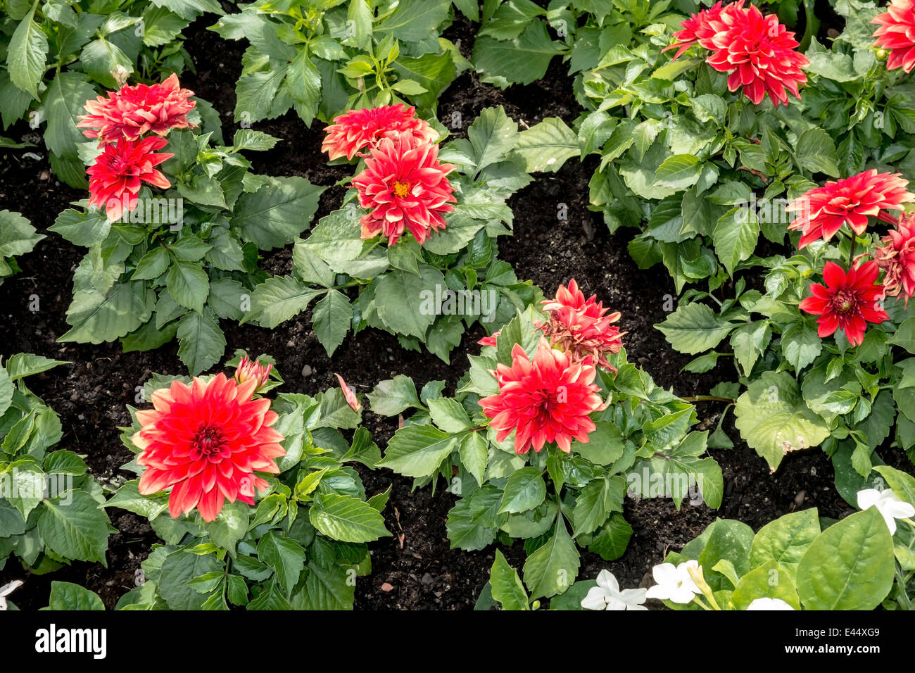 Most beautiful red flowers hi-res stock photography and images - Alamy
