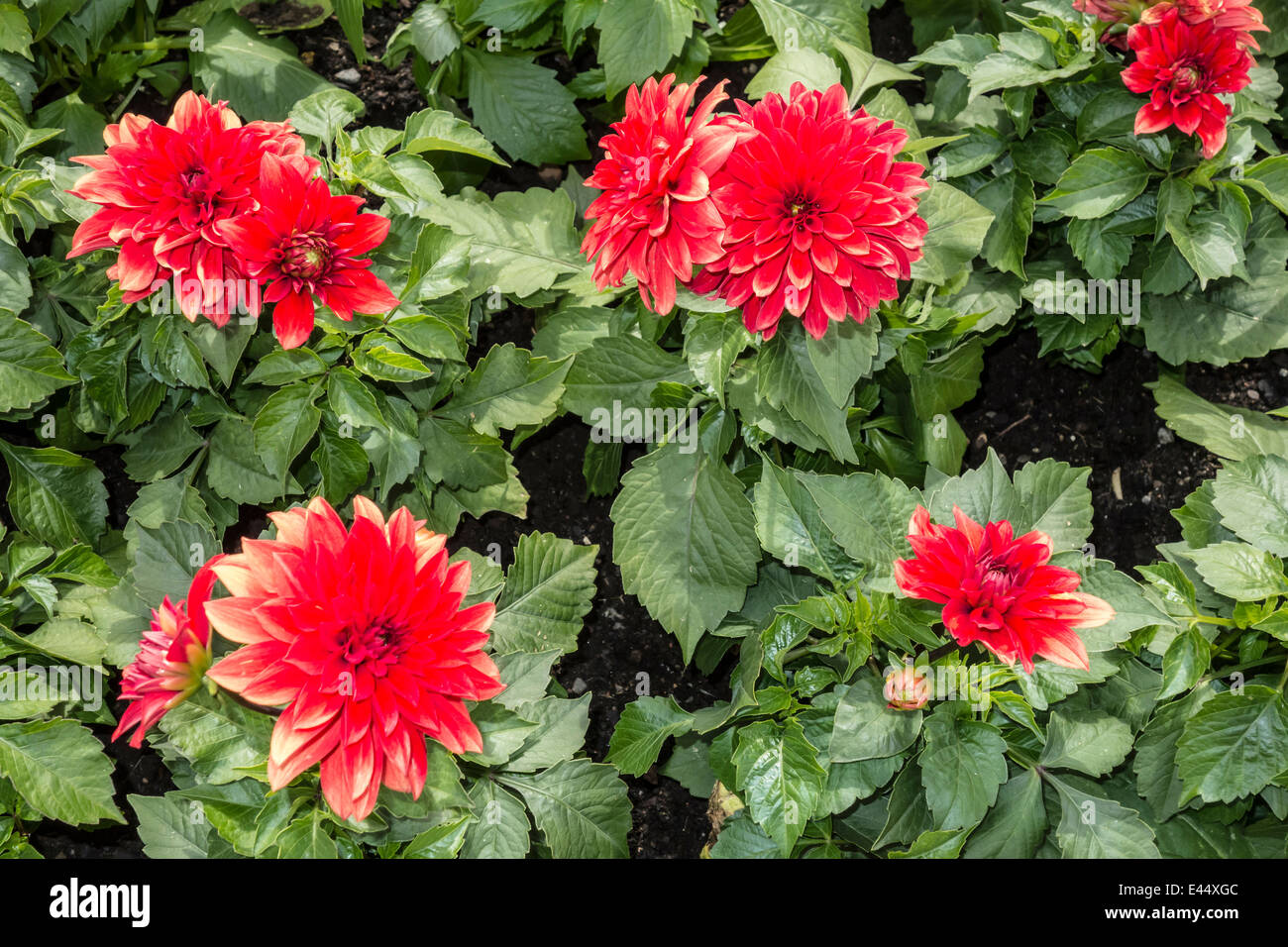 Background of beautiful red flowers Stock Photo - Alamy