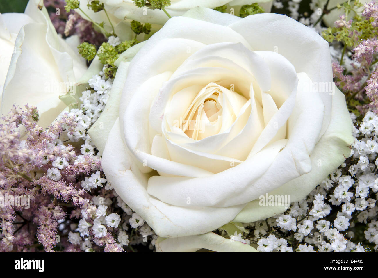 Background of beautiful white roses Stock Photo - Alamy