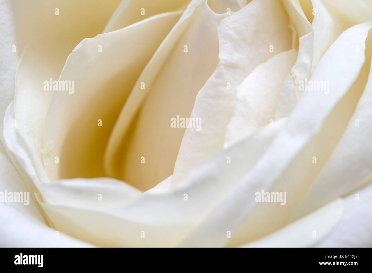 Background of beautiful white roses Stock Photo - Alamy