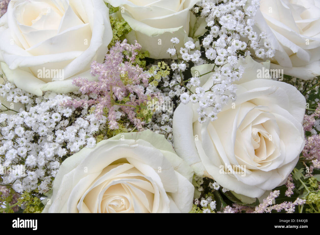 Background of beautiful white roses Stock Photo - Alamy