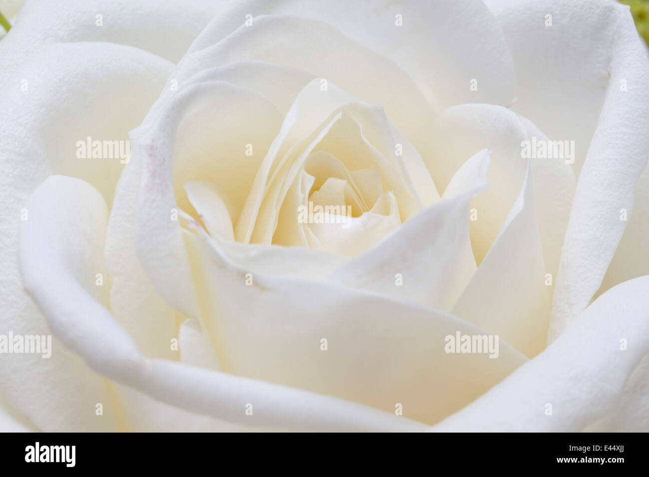 Closeup white rose macro hi-res stock photography and images - Alamy