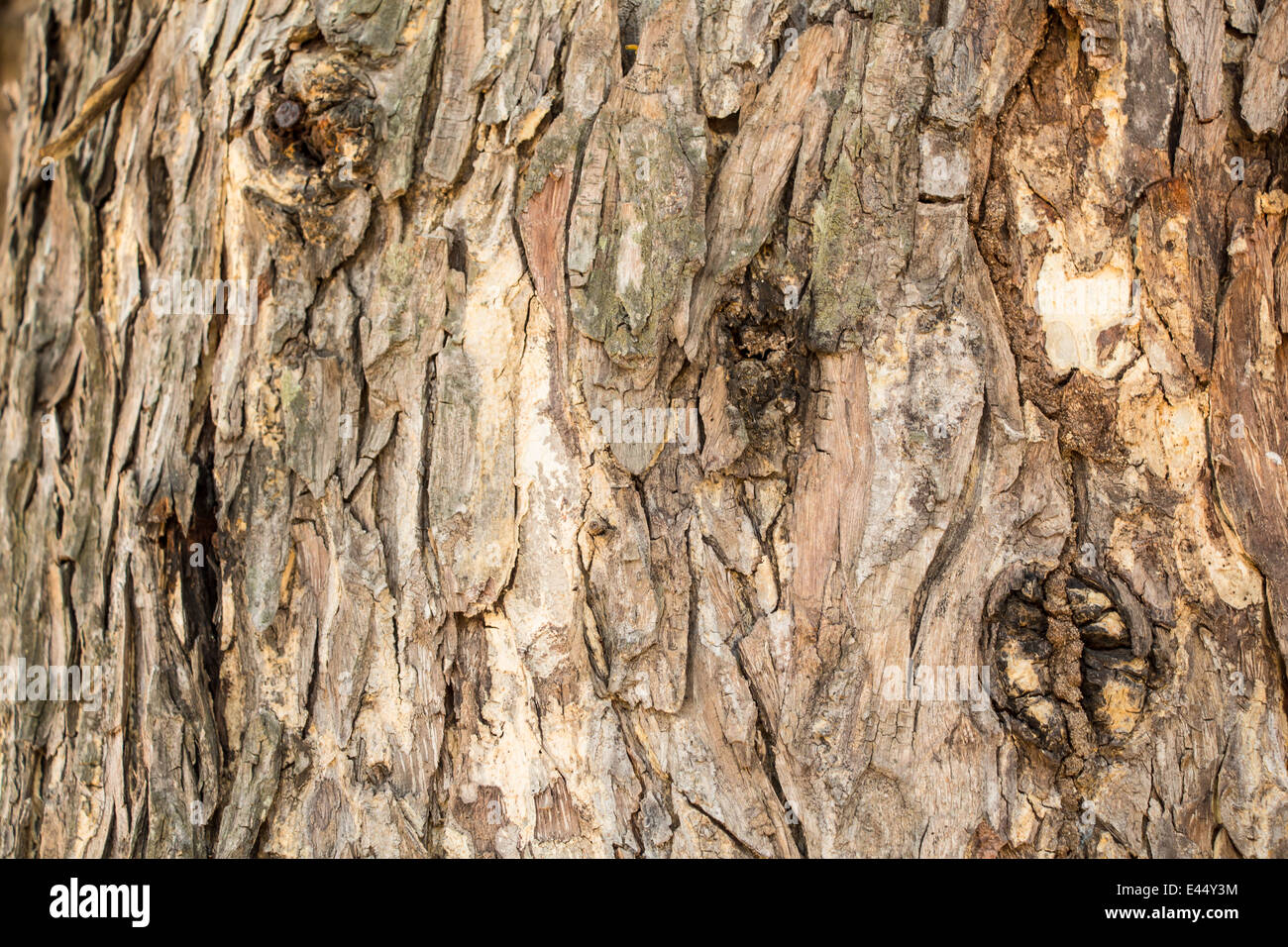 Tree bark texture background Stock Photo - Alamy