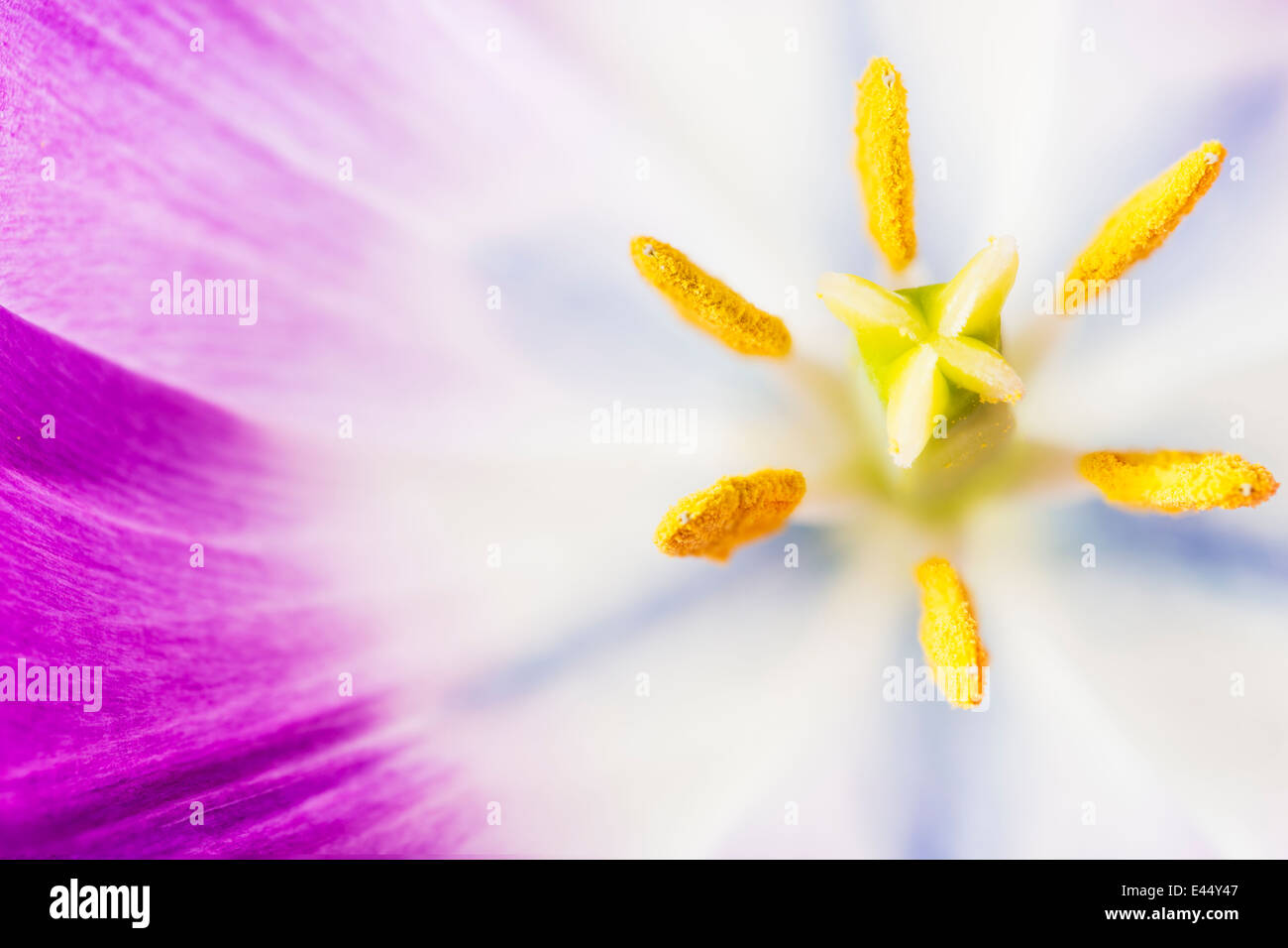 Close up of pistil and stamen of tulip Stock Photo - Alamy