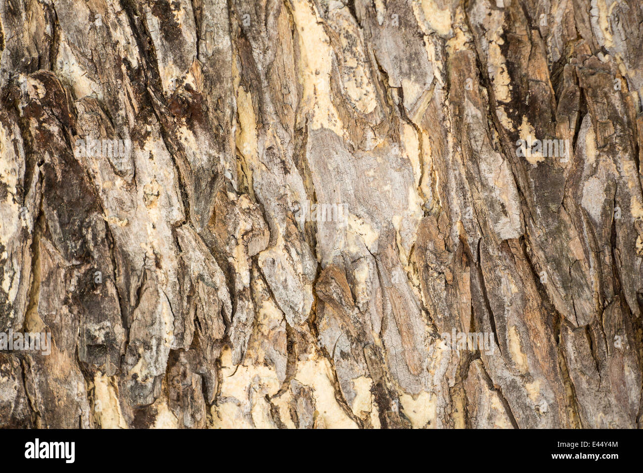Tree bark texture background Stock Photo - Alamy