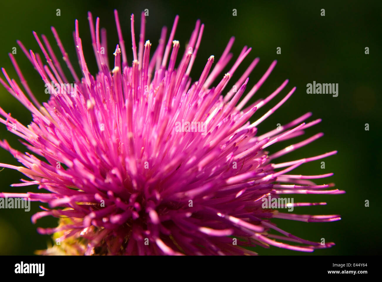 Mountain thistle (Cirsium callilepis), Iron Mountain Special Interest ...