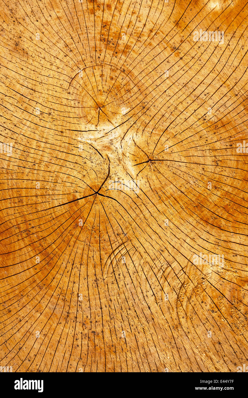 The annual rings of a tree. Symbol for age as a background Stock Photo ...