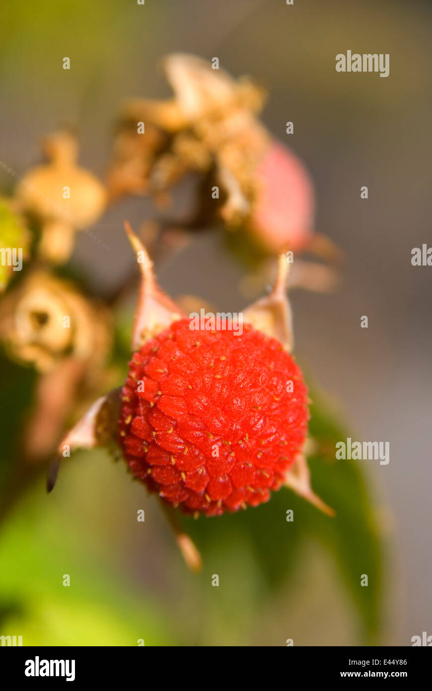 Thimbleberry (Rubus parviflorus), Willamette National Forest, Oregon ...