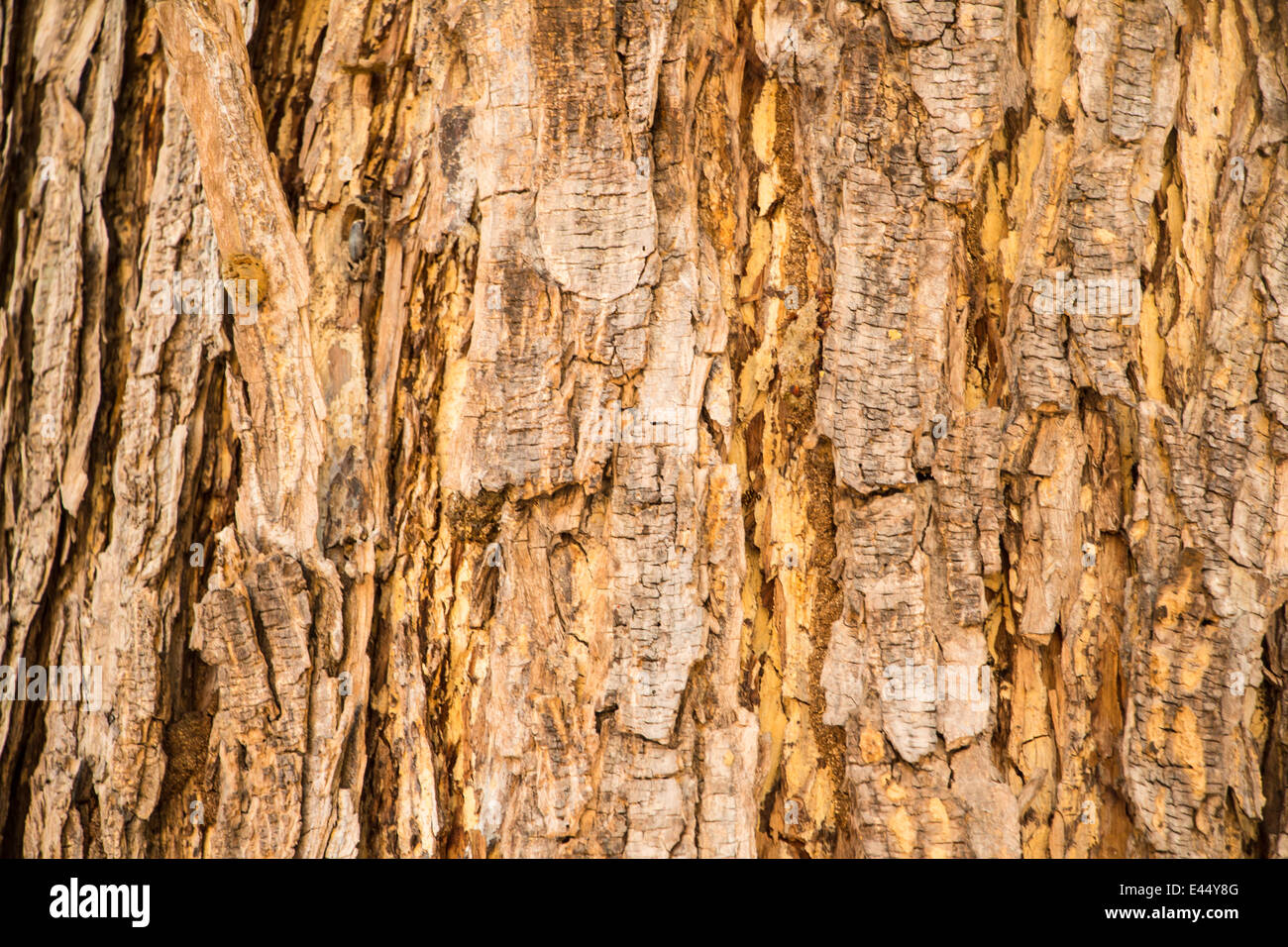 Tree bark texture background Stock Photo - Alamy