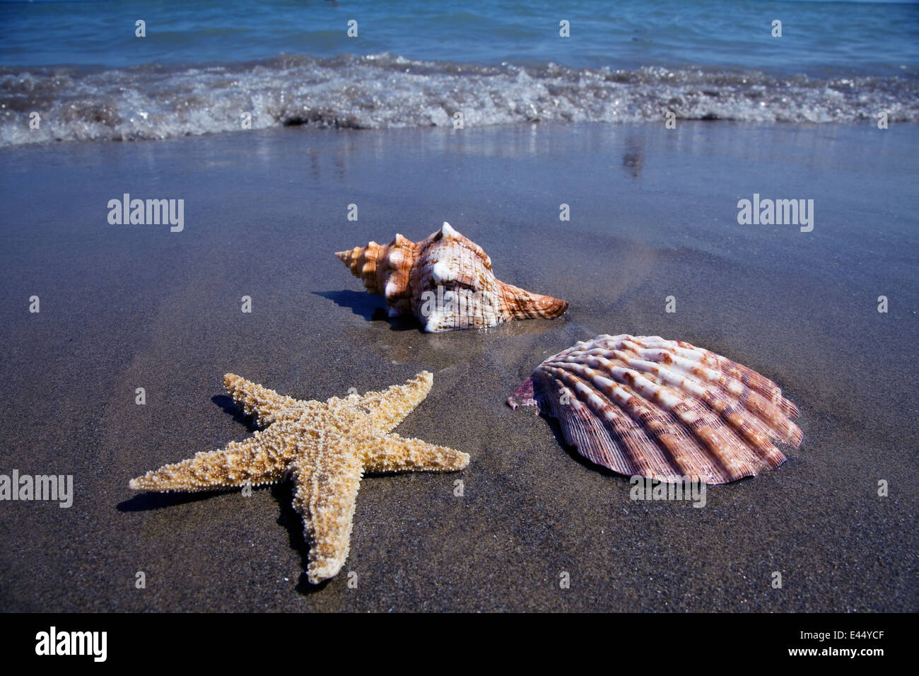 A shell lies on the sandy beach beside the sea. Beautiful memories of ...