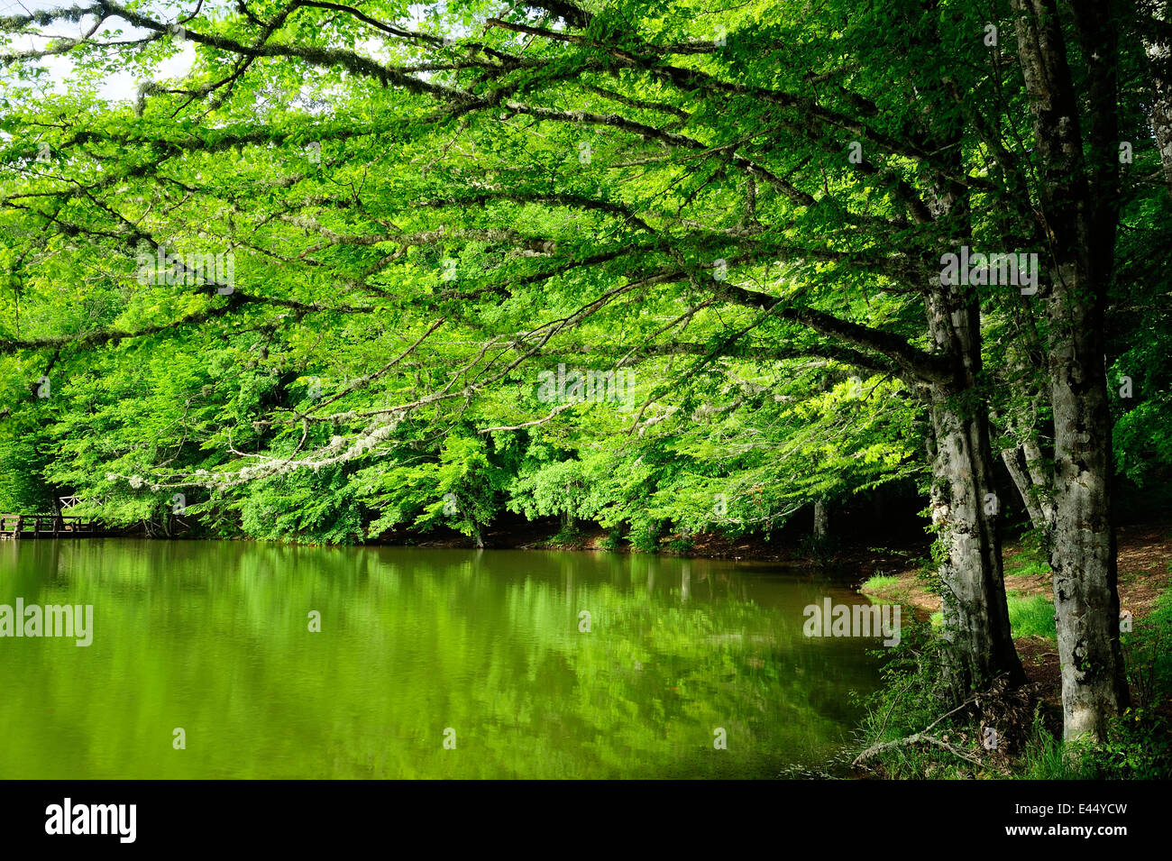 Umbra Forest, Manfredonia, Gargano National Park, Puglia, Italy, Europe ...