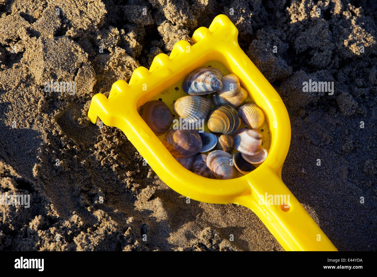 Conch game hi-res stock photography and images - Alamy