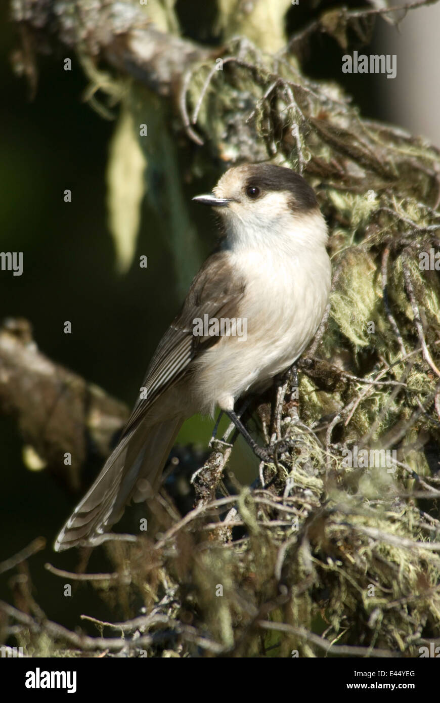 Gray jay (Perisoreus canadensis), Waldo Lake State Scenic Waterway ...