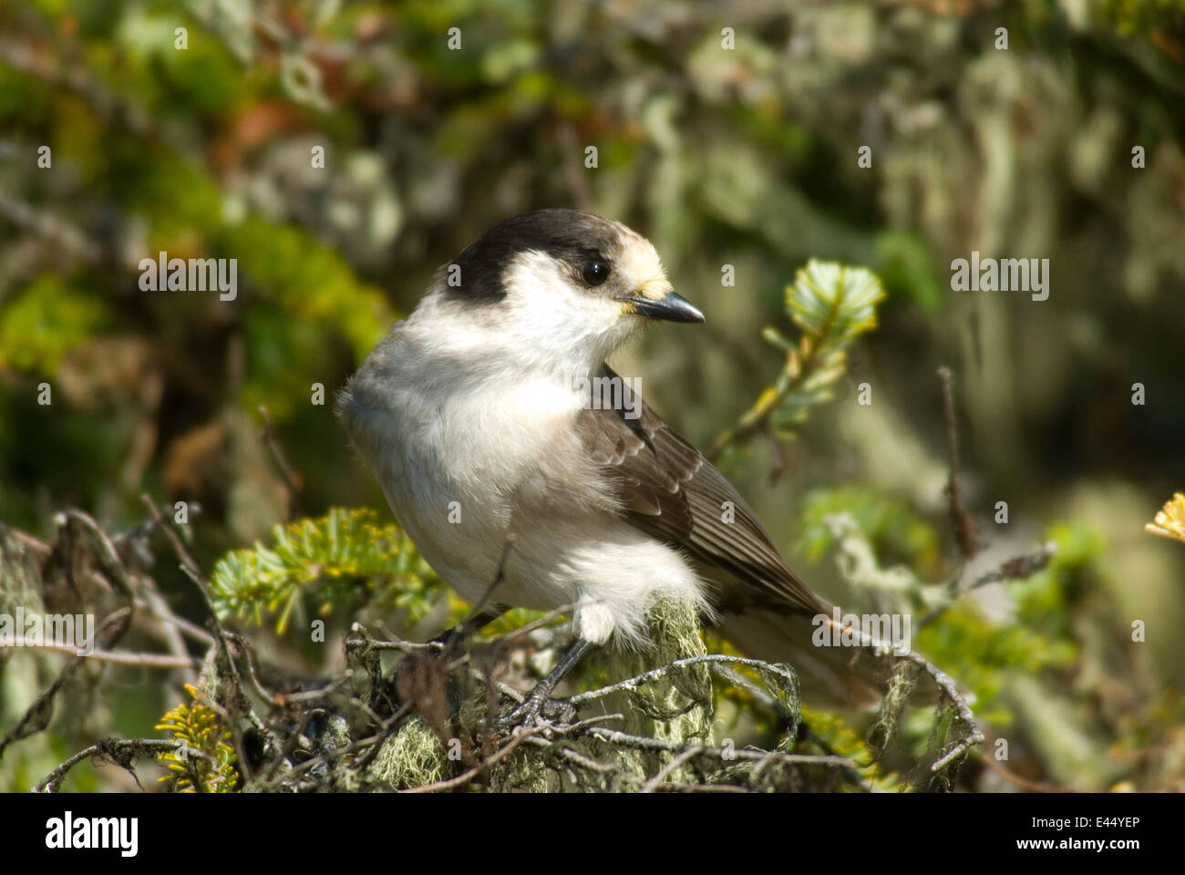 Gray jay (Perisoreus canadensis), Waldo Lake State Scenic Waterway ...