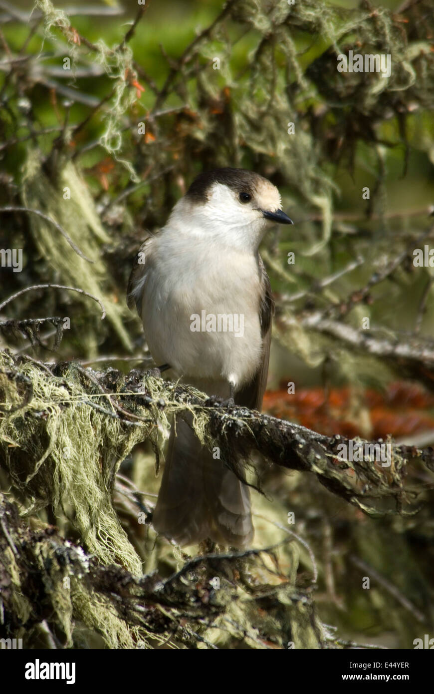 Gray jay (Perisoreus canadensis), Waldo Lake State Scenic Waterway ...