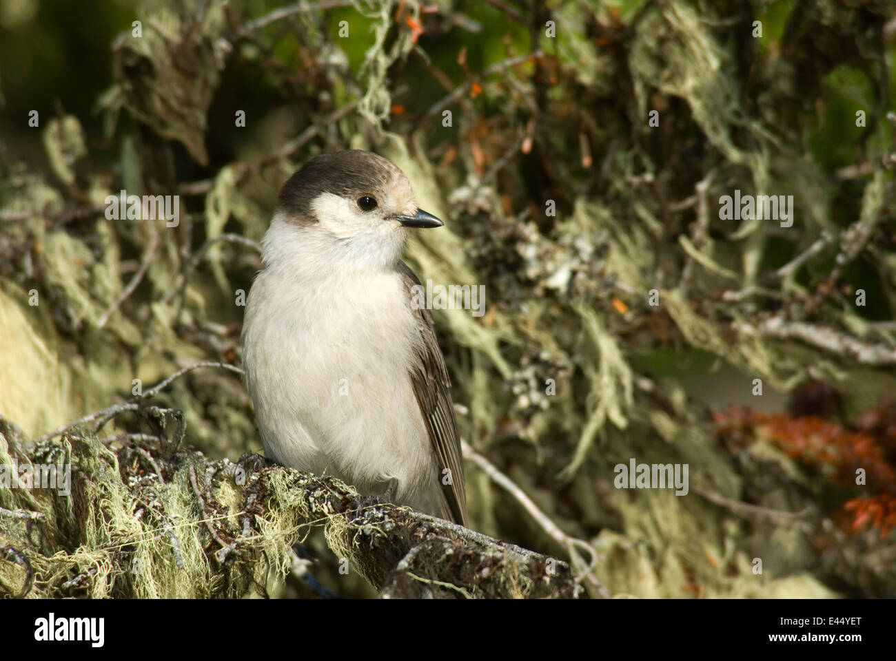 Gray jay (Perisoreus canadensis), Waldo Lake State Scenic Waterway ...