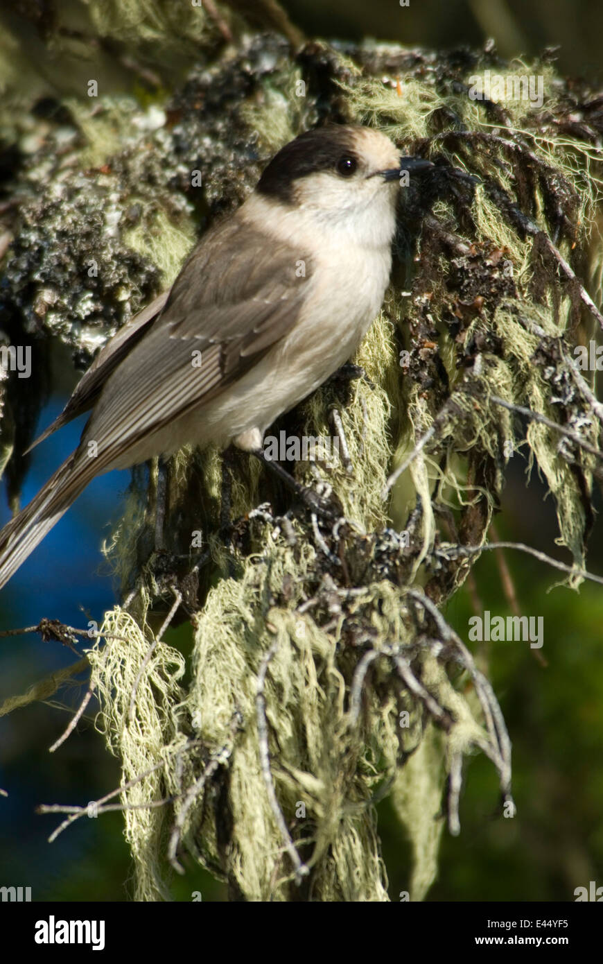 Gray jay (Perisoreus canadensis), Waldo Lake State Scenic Waterway ...