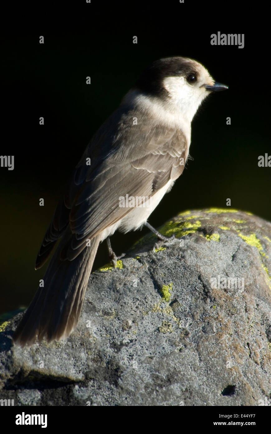 Gray jay (Perisoreus canadensis), Waldo Lake State Scenic Waterway ...