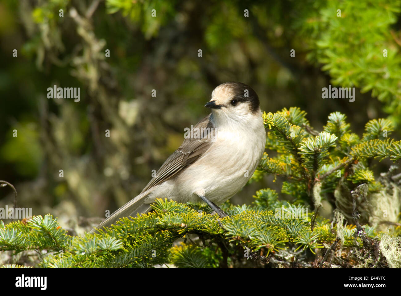 Gray jay (Perisoreus canadensis), Waldo Lake State Scenic Waterway ...