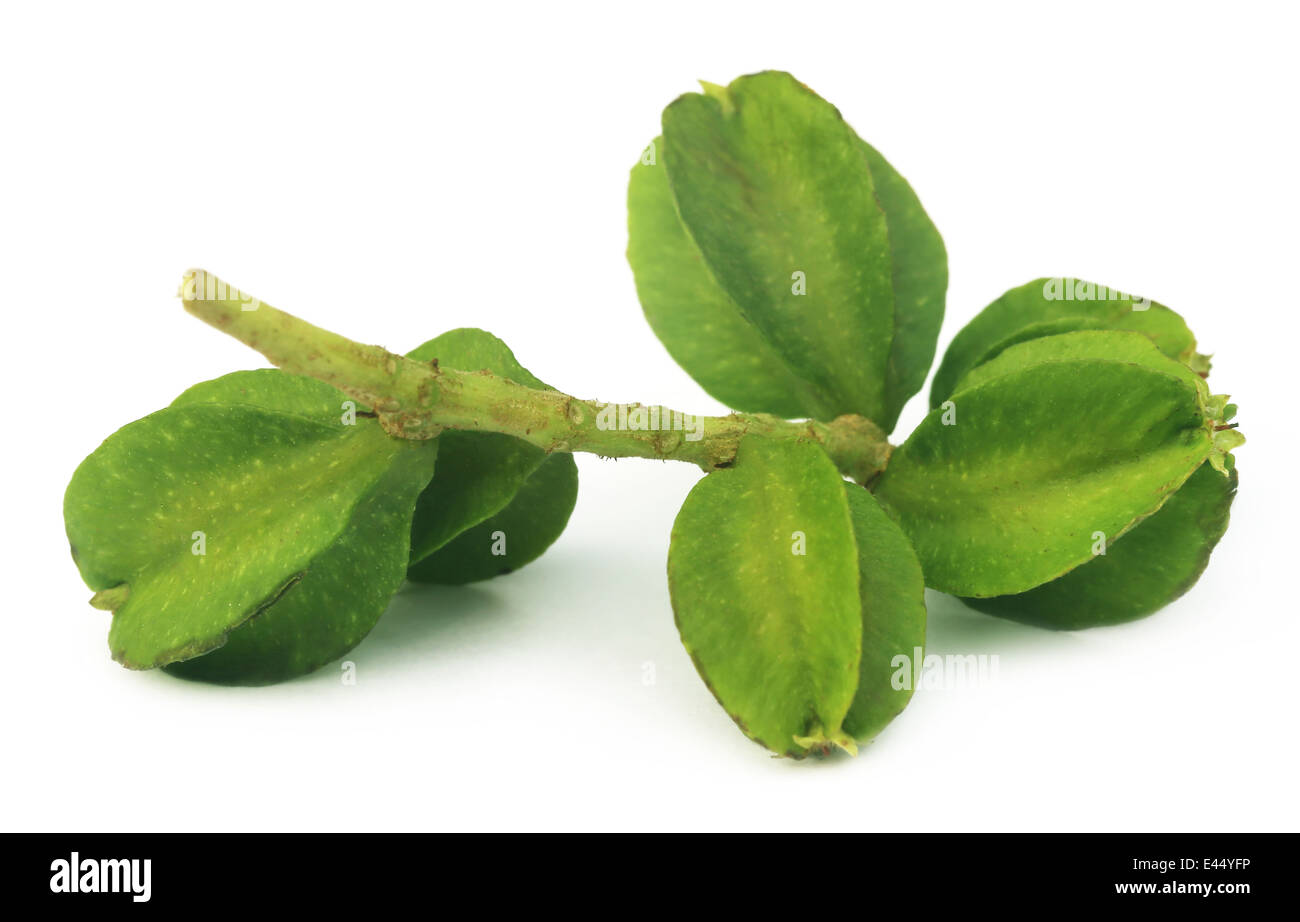Terminalia arjuna bark hi-res stock photography and images - Alamy