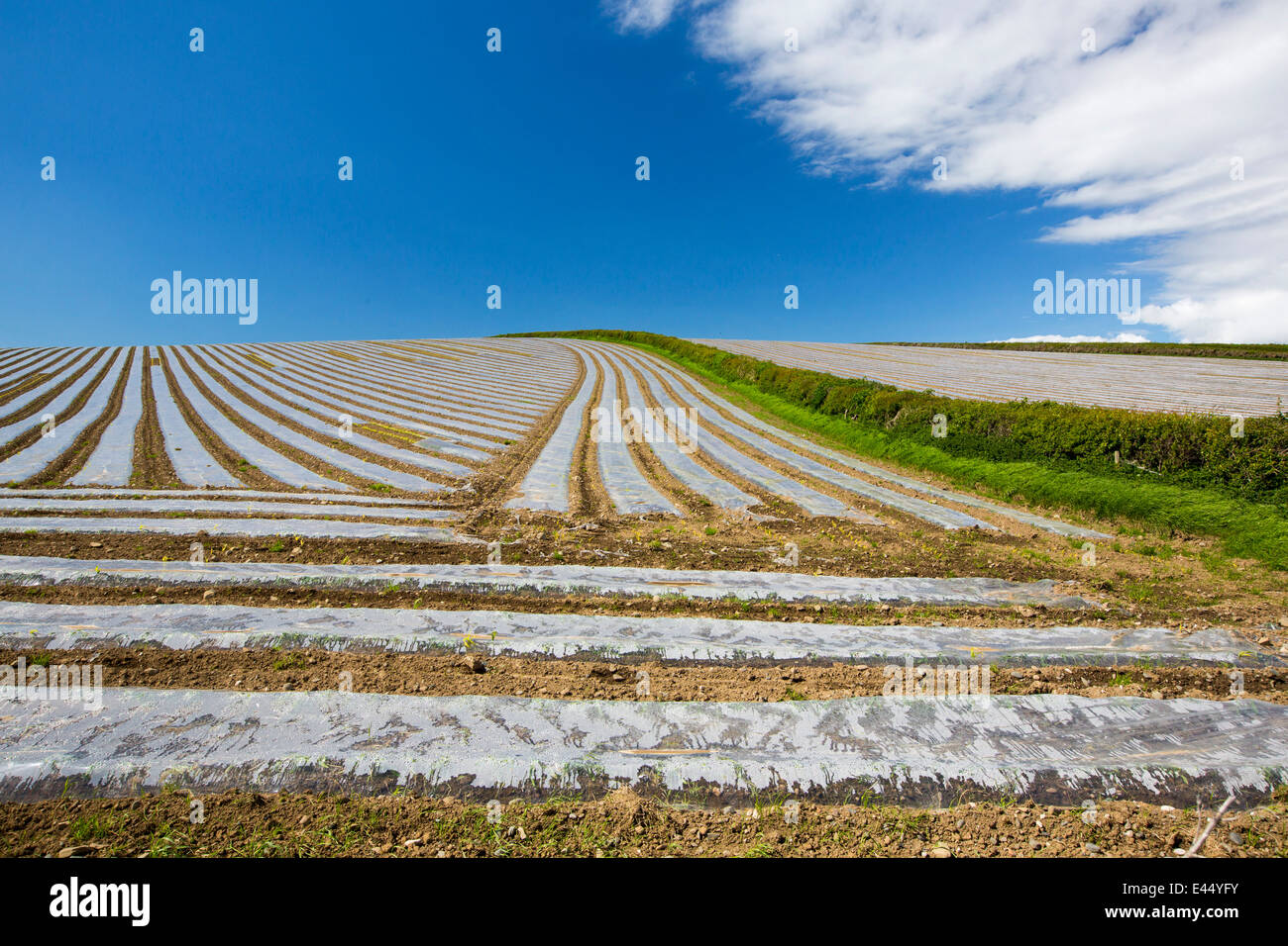 Crop of pattern hi-res stock photography and images - Alamy