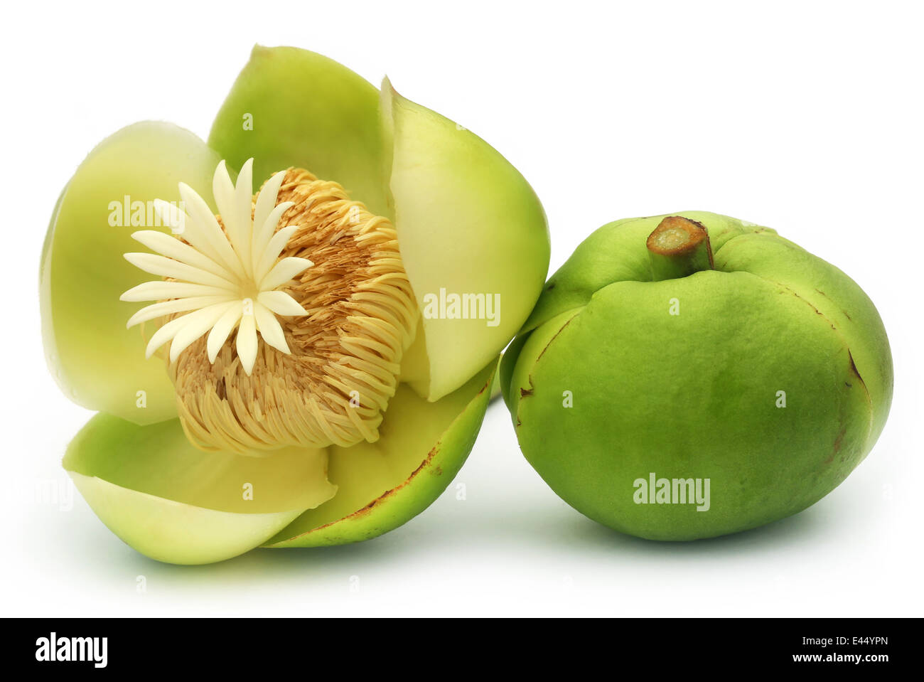 Elephant apple store