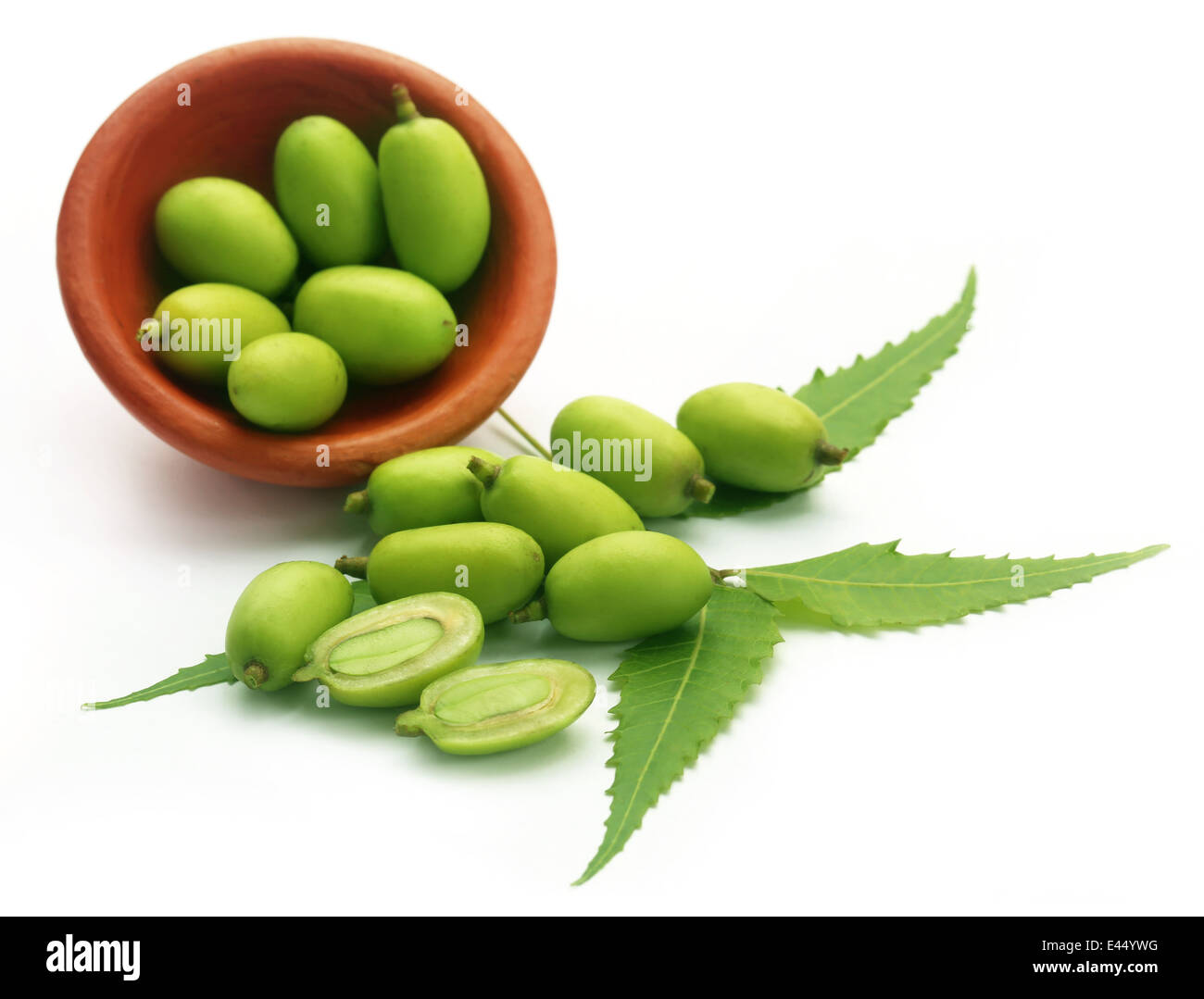 Medicinal neem fruits over white background Stock Photo - Alamy